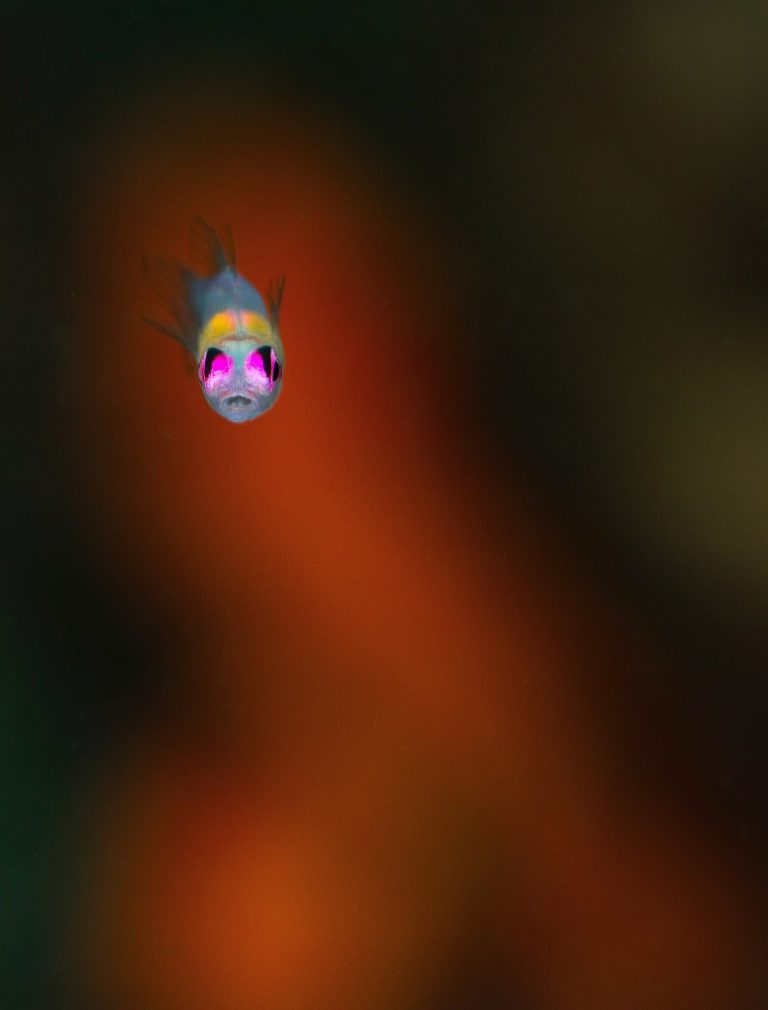 Gallery – Coral Seas – Journeys – W & R Hughes