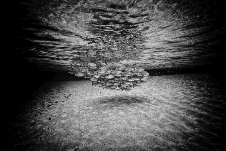 Gallery – Coral Seas – Journeys – W & R Hughes