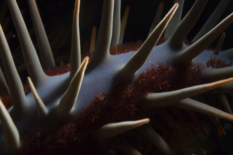 Gallery – Coral Seas – Journeys – W & R Hughes