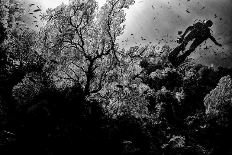 Gallery – Coral Seas – Journeys – W & R Hughes