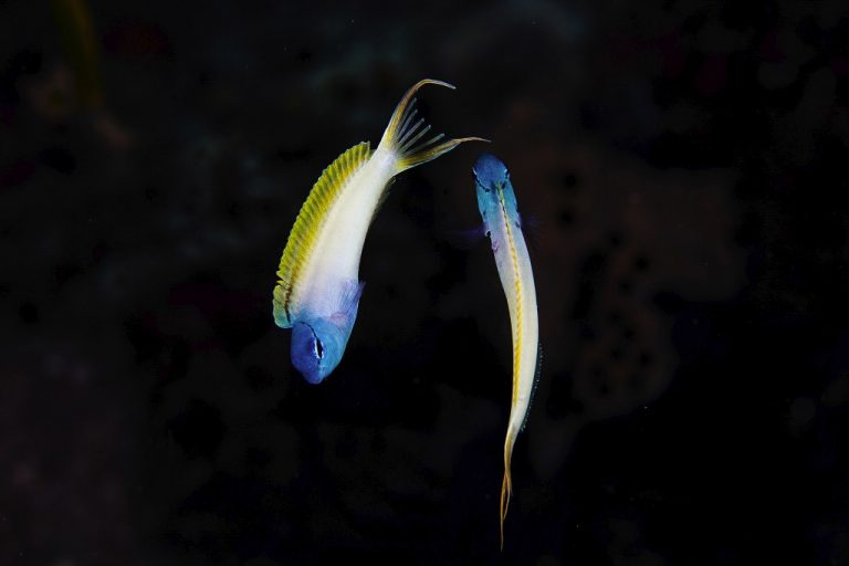 Gallery – Coral Seas – Journeys – W & R Hughes