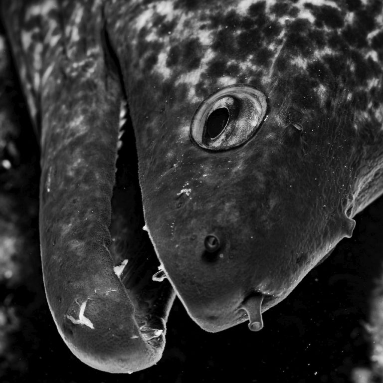 Gallery – Coral Seas – Journeys – W & R Hughes