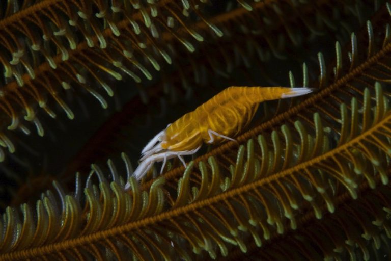 Gallery – Coral Seas – Journeys – W & R Hughes