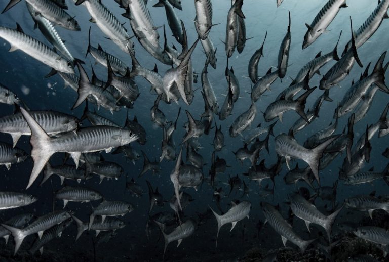 Gallery – Coral Seas – Journeys – W & R Hughes