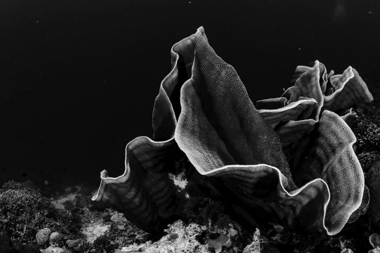 Gallery – Coral Seas – Journeys – W & R Hughes