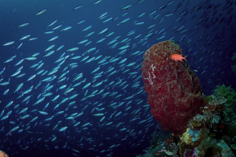 Gallery – Coral Seas – Journeys – W & R Hughes