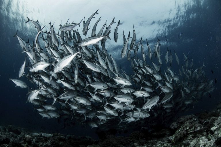 Gallery – Coral Seas – Journeys – W & R Hughes