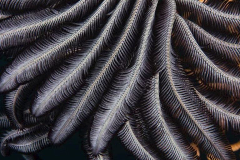 Gallery – Coral Seas – Journeys – W & R Hughes