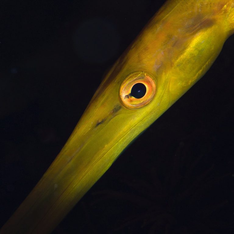 Gallery – Coral Seas – Journeys – W & R Hughes