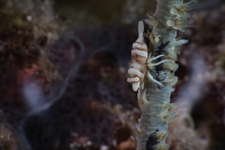 Gallery – Coral Seas – Journeys – W & R Hughes