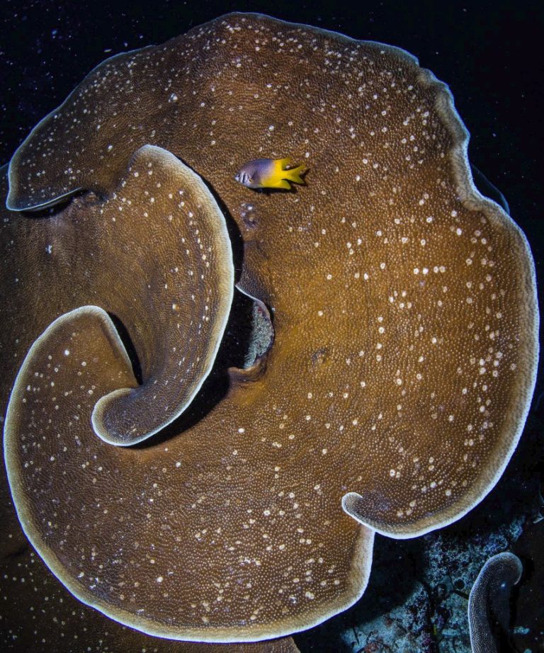 Gallery – Coral Seas – Journeys – W & R Hughes