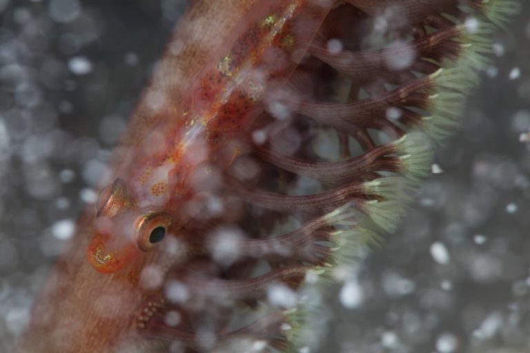 Gallery – Coral Seas – Journeys – W & R Hughes