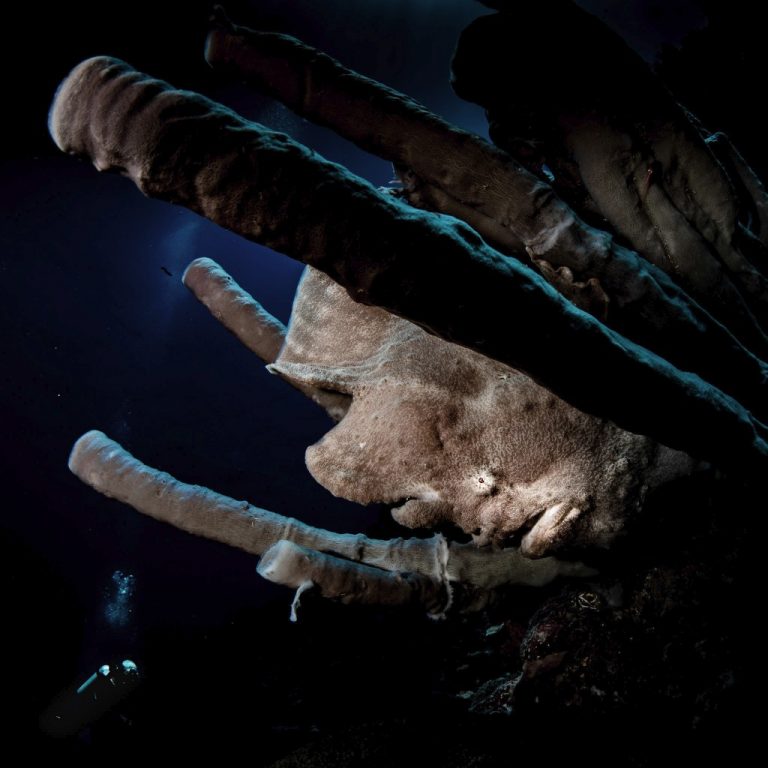 Gallery – Coral Seas – Journeys – W & R Hughes