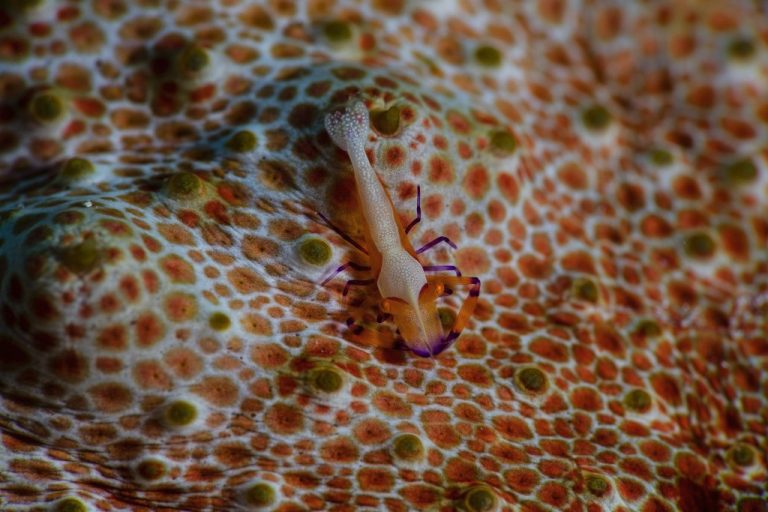 Gallery – Coral Seas – Journeys – W & R Hughes