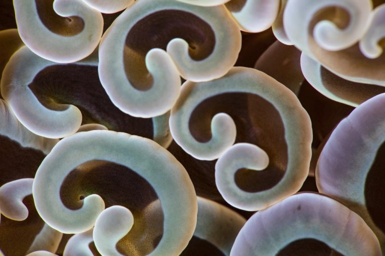 Gallery – Coral Seas – Journeys – W & R Hughes