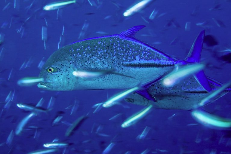 Gallery – Coral Seas – Journeys – W & R Hughes