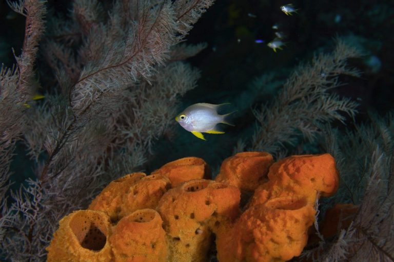 Gallery – Coral Seas – Journeys – W & R Hughes