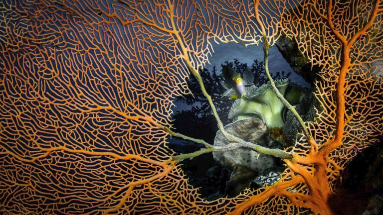 Gallery – Coral Seas – Journeys – W & R Hughes