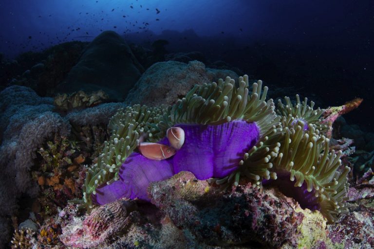 Gallery – Coral Seas – Journeys – W & R Hughes