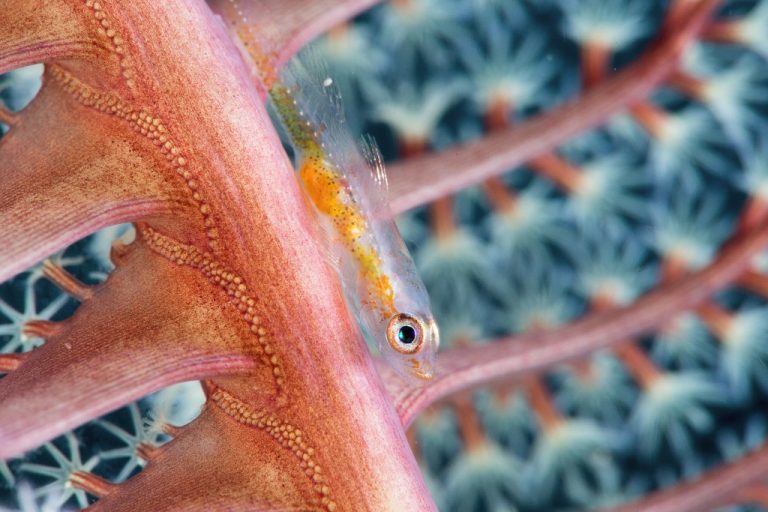 Gallery – Coral Seas – Journeys – W & R Hughes