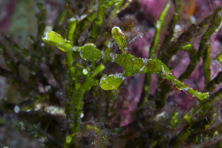 Gallery – Coral Seas – Journeys – W & R Hughes