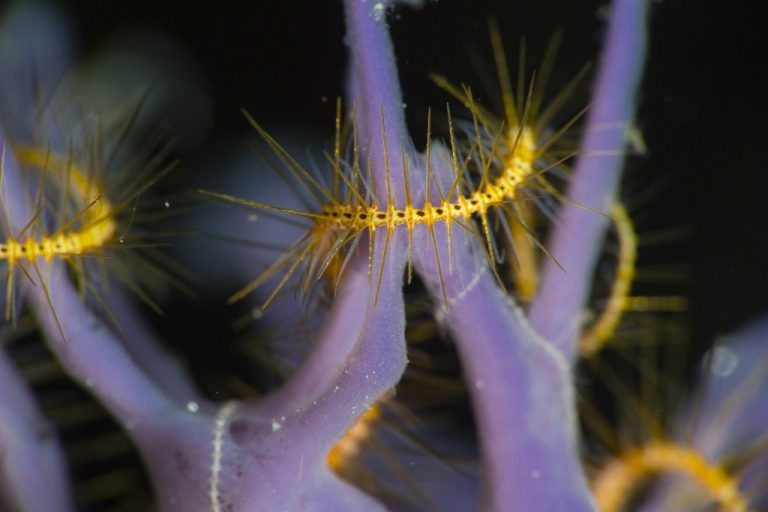 Gallery – Coral Seas – Journeys – W & R Hughes