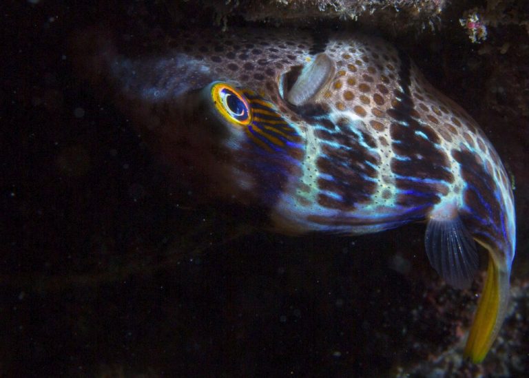 Gallery – Coral Seas – Journeys – W & R Hughes